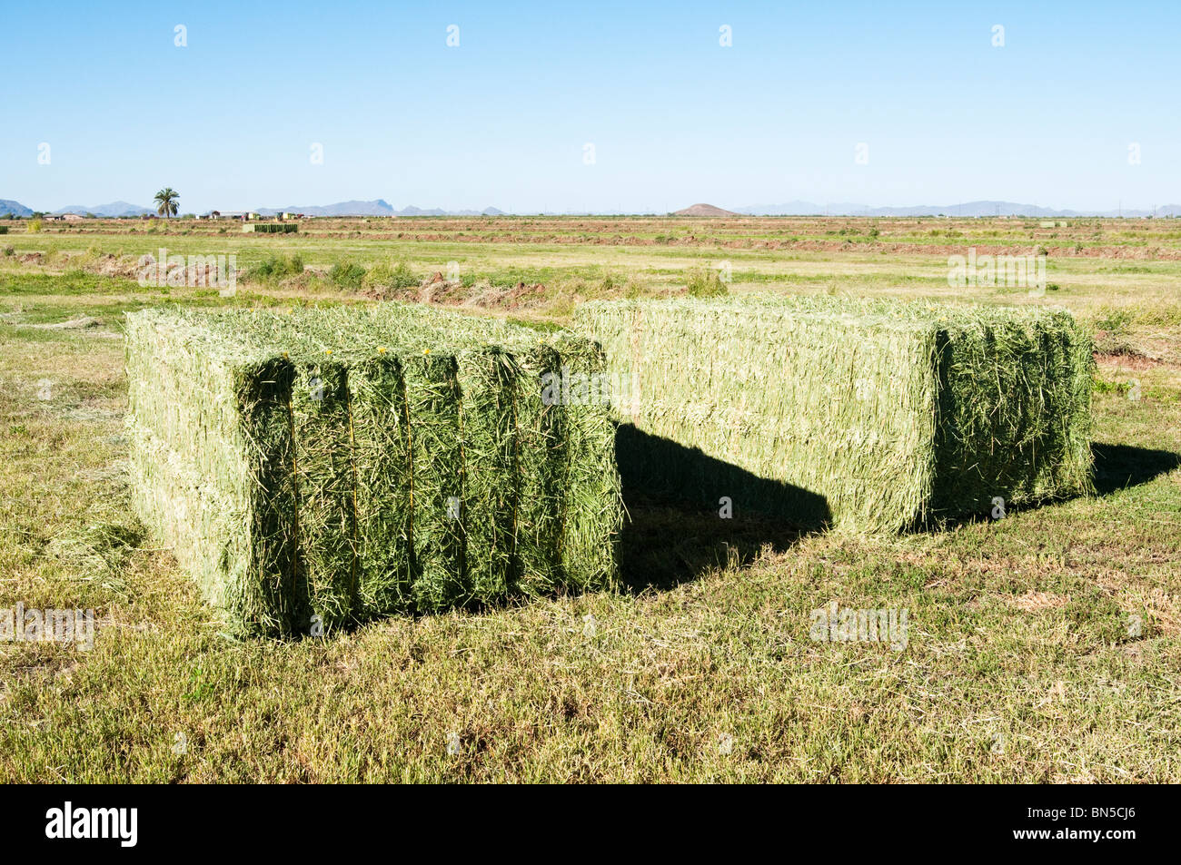 Alfalfa Hay Bales High Resolution Stock Photography and Images - Alamy