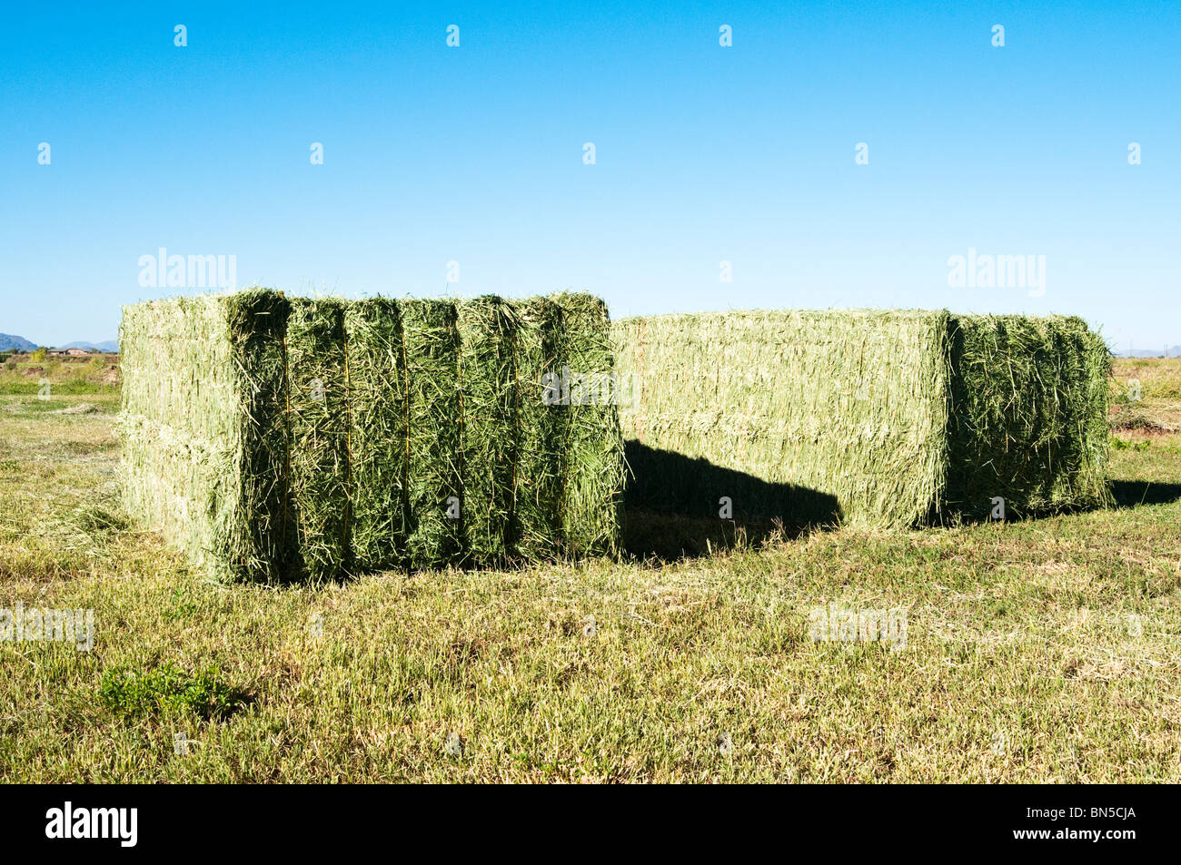 six string alfalfa hay bales in a freshly cut field Stock Photo - Alamy