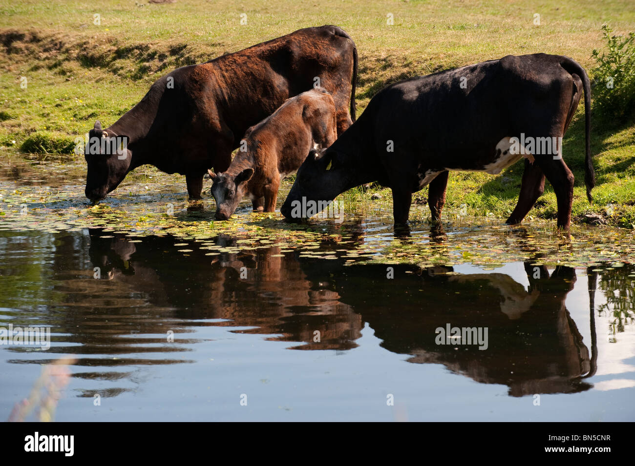 Cattle Drinking Water High Resolution Stock Photography and Images - Alamy