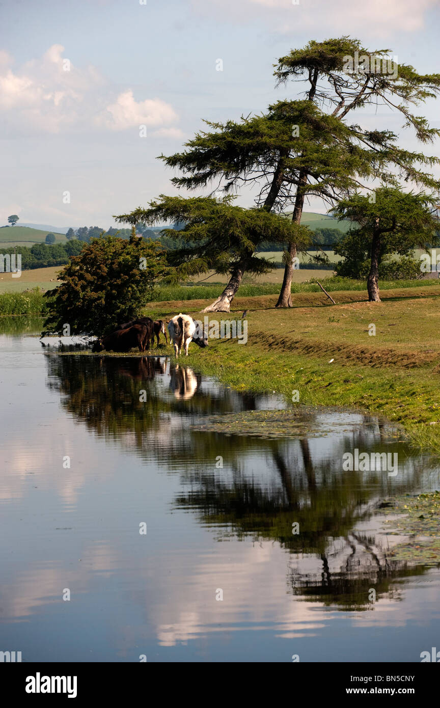 Beef cattle standing in canal in hot summer weather Stock Photo - Alamy