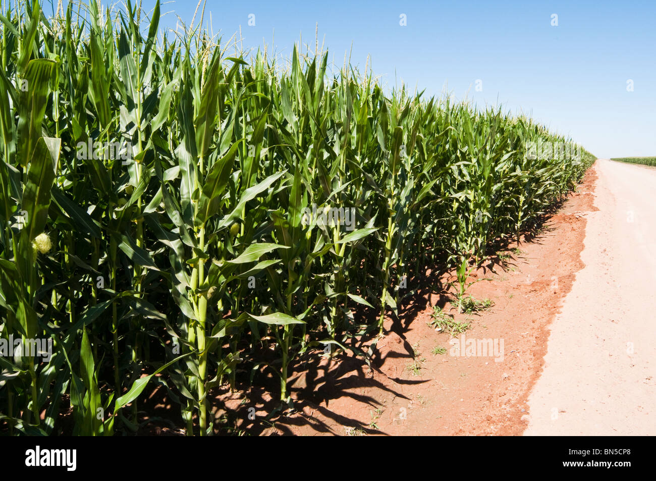 A corn crop grows in a field in Arizona Stock Photo - Alamy