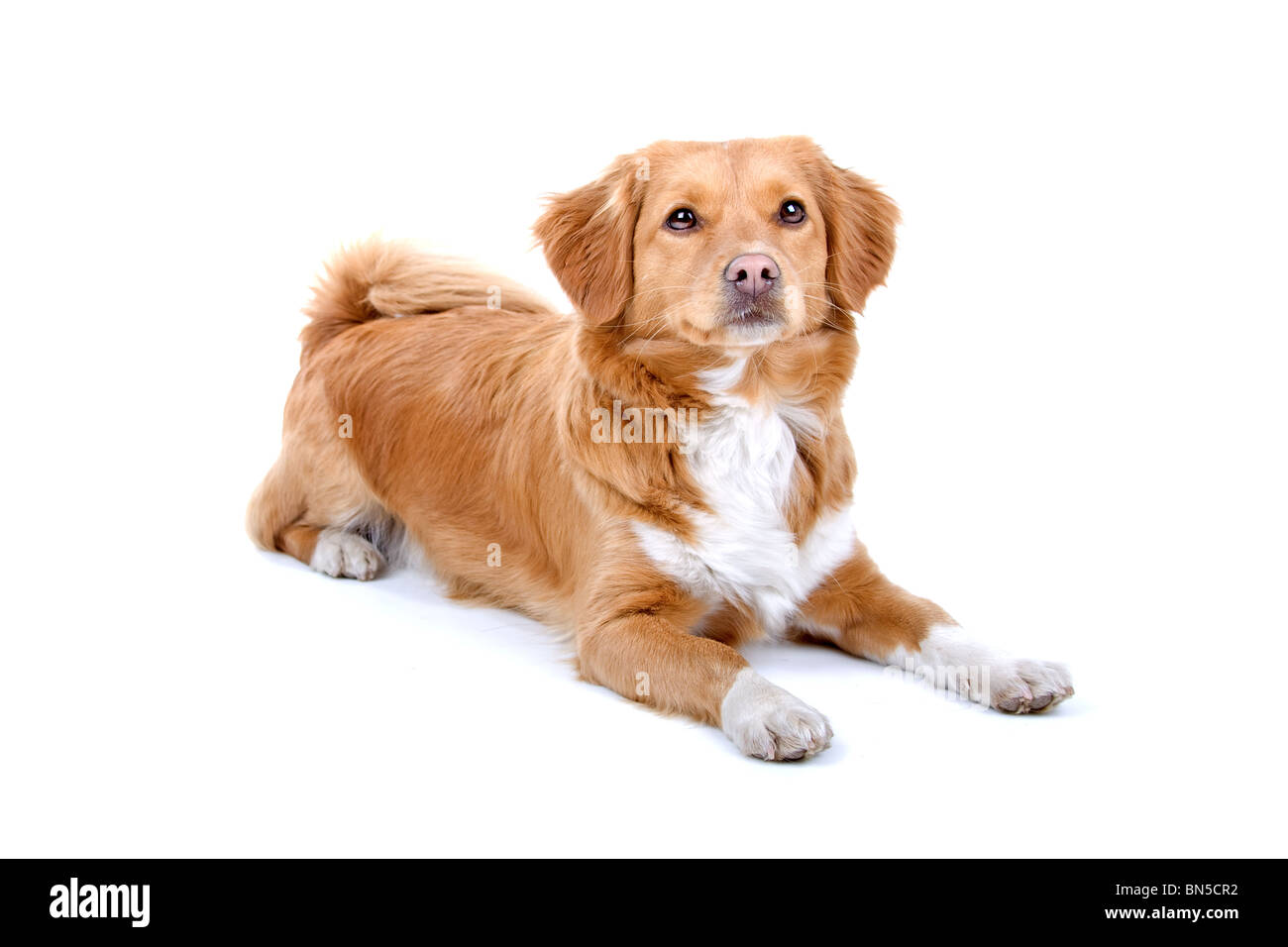 mixed breed dog isolated Stock Photo - Alamy