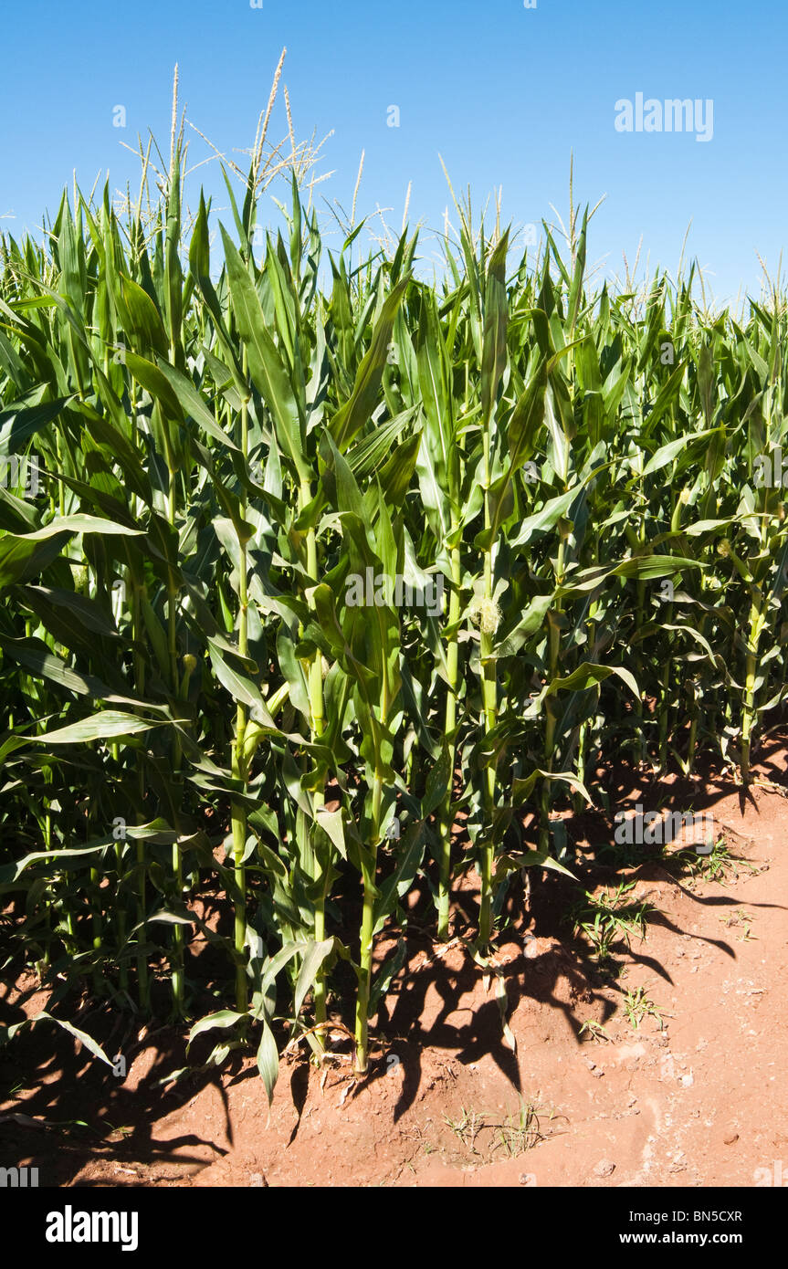 A corn crop grows in a field in Arizona Stock Photo - Alamy