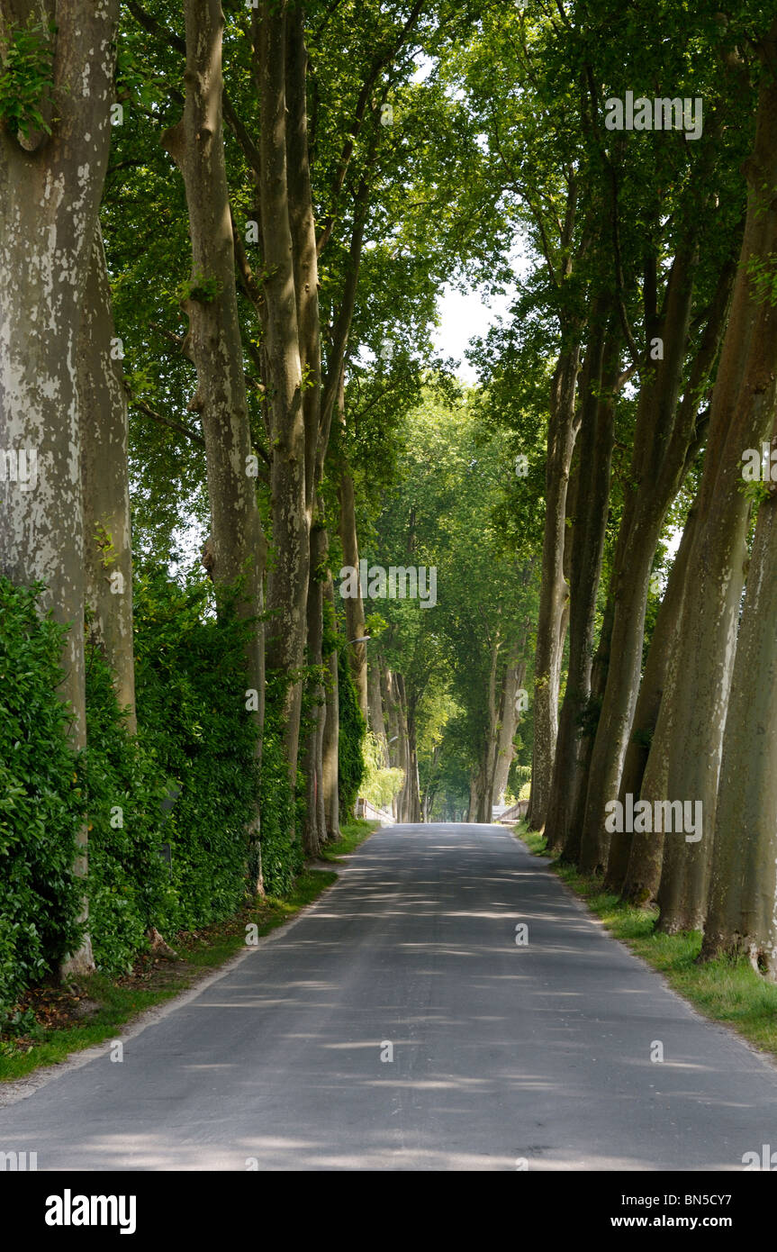 Typical tree lined road hi-res stock photography and images - Alamy