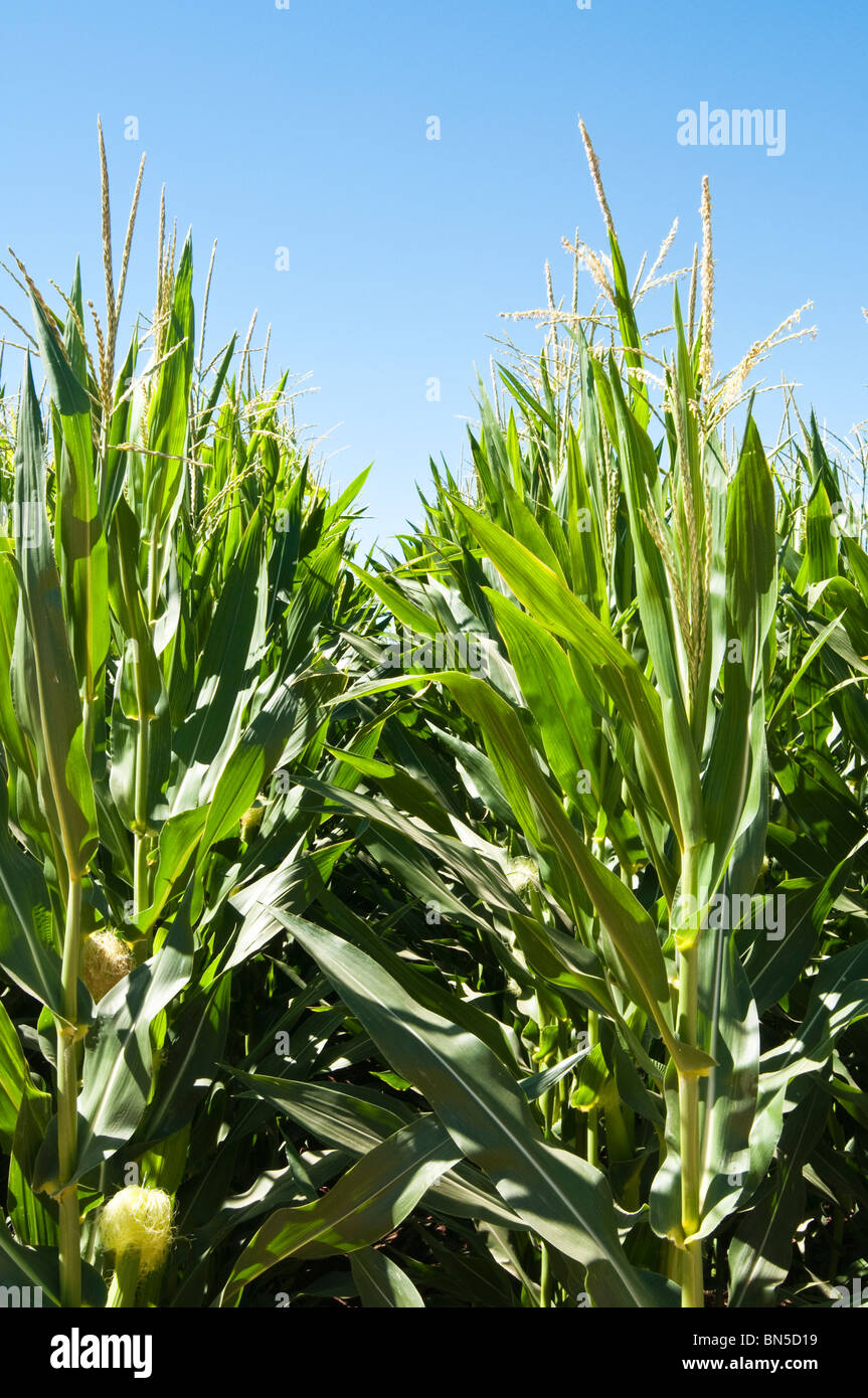 A corn crop grows in a field in Arizona Stock Photo - Alamy