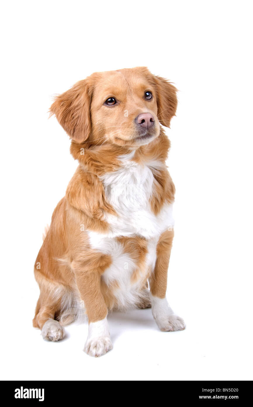 mixed breed dog isolated Stock Photo - Alamy