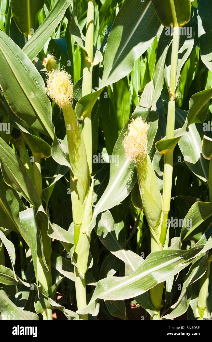 Corn stalks tassels hi-res stock photography and images - Alamy