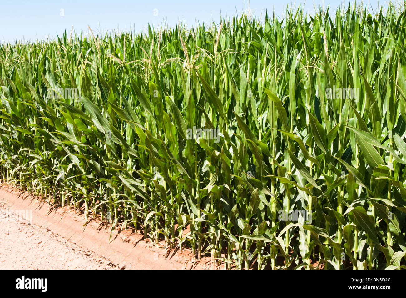 Corn grows in a field in Arizona Stock Photo - Alamy
