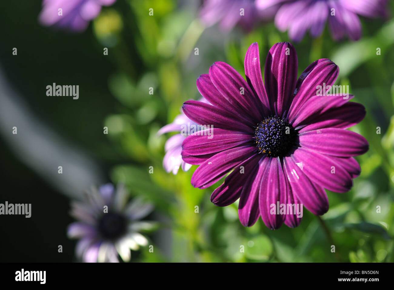 African Daisy deep purple osteospermum on a sunny day Stock Photo - Alamy