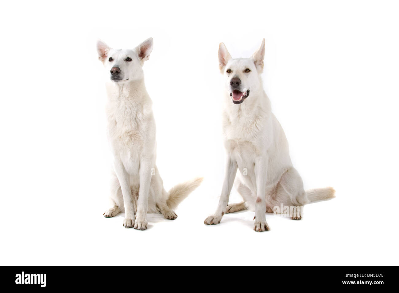 dog in front of a white background Stock Photo - Alamy