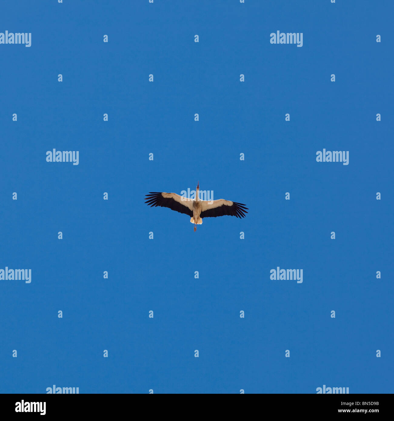 Griffon Vulture flies over head Stock Photo - Alamy