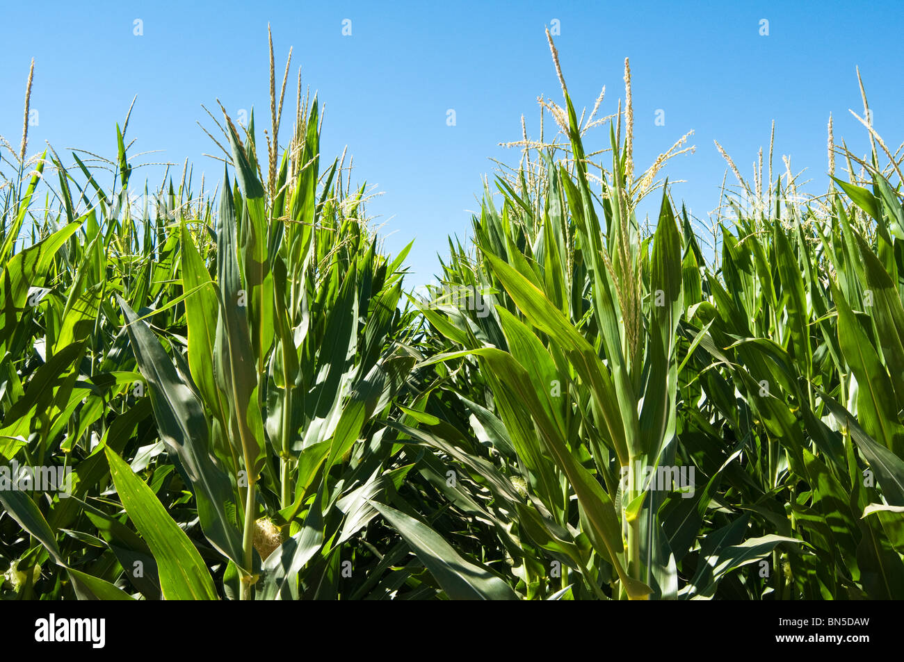A corn crop grows in a field in Arizona Stock Photo - Alamy