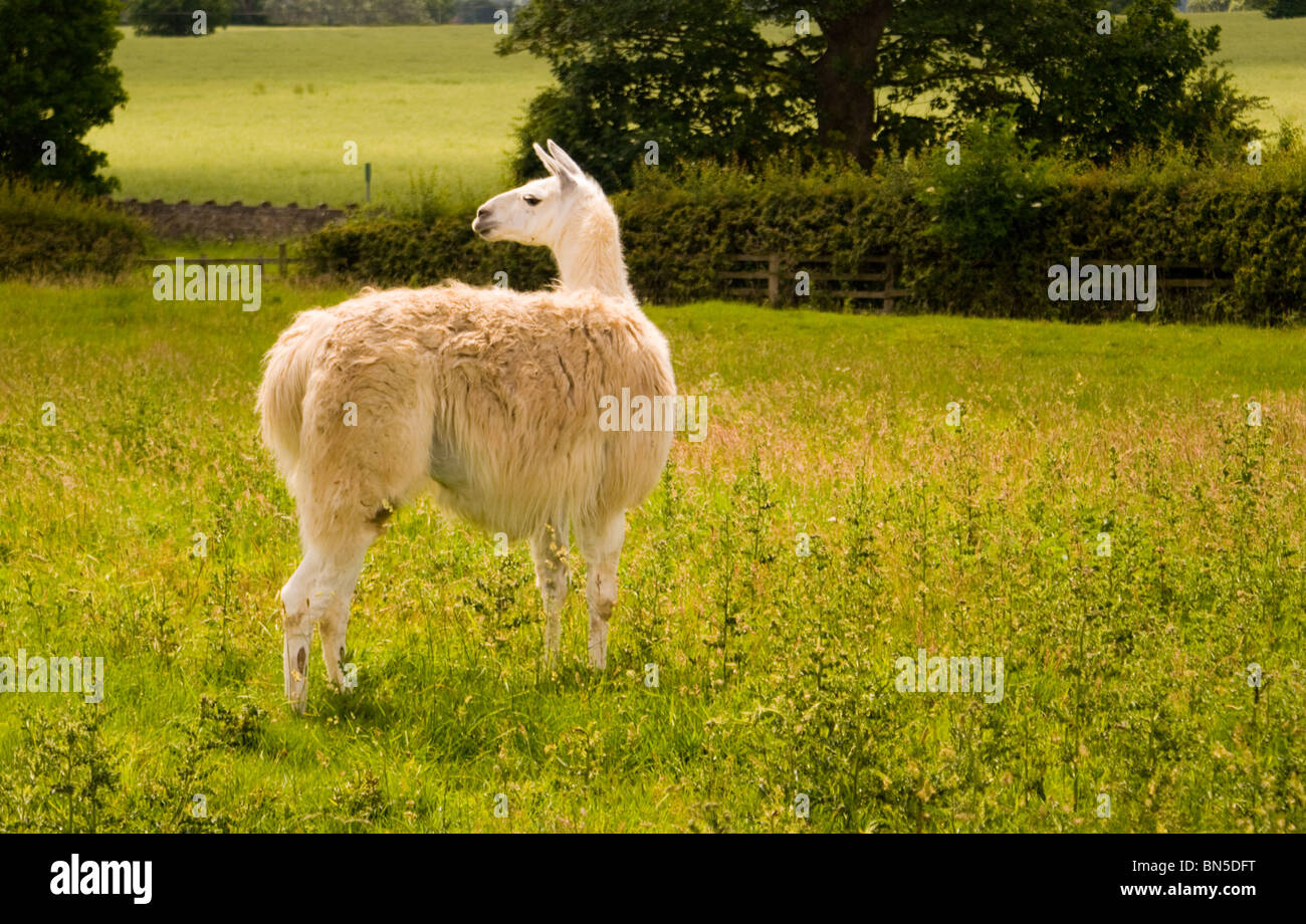 LLAMA STANDING IN A FIELD IN THE ENGLISH COUNTRYSIDE Stock Photo - Alamy