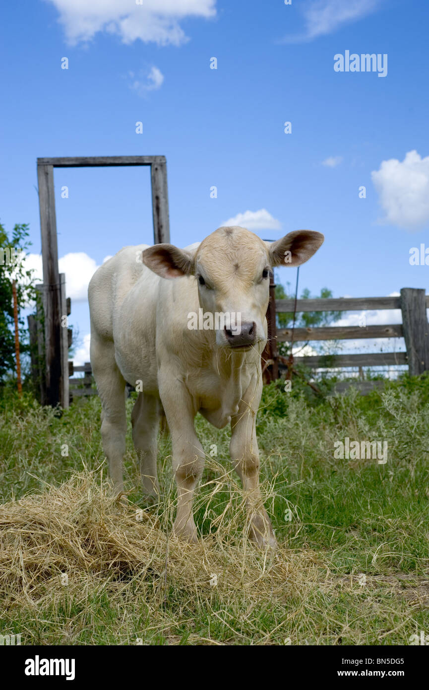 White Baby Calf Stock Photo - Alamy