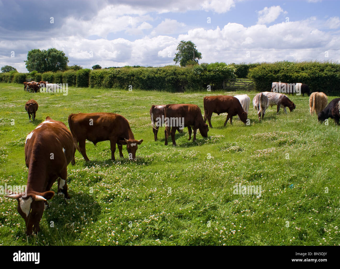 Shetland cow rare hi-res stock photography and images - Alamy
