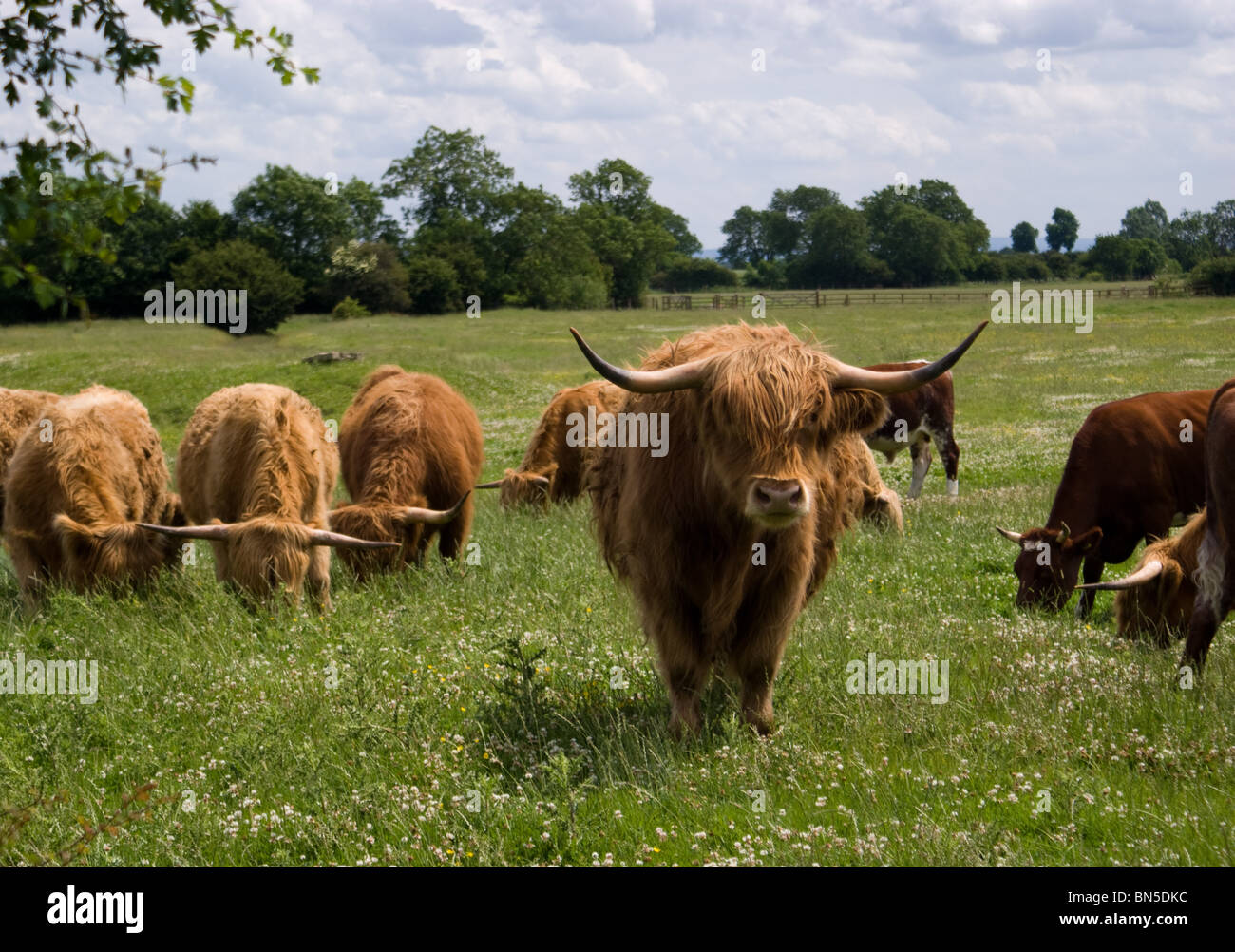 HERD OF RARE BREED HIGHLAND CATTLE COWS IN A FIELD IN THE COUNTRYSIDE ...