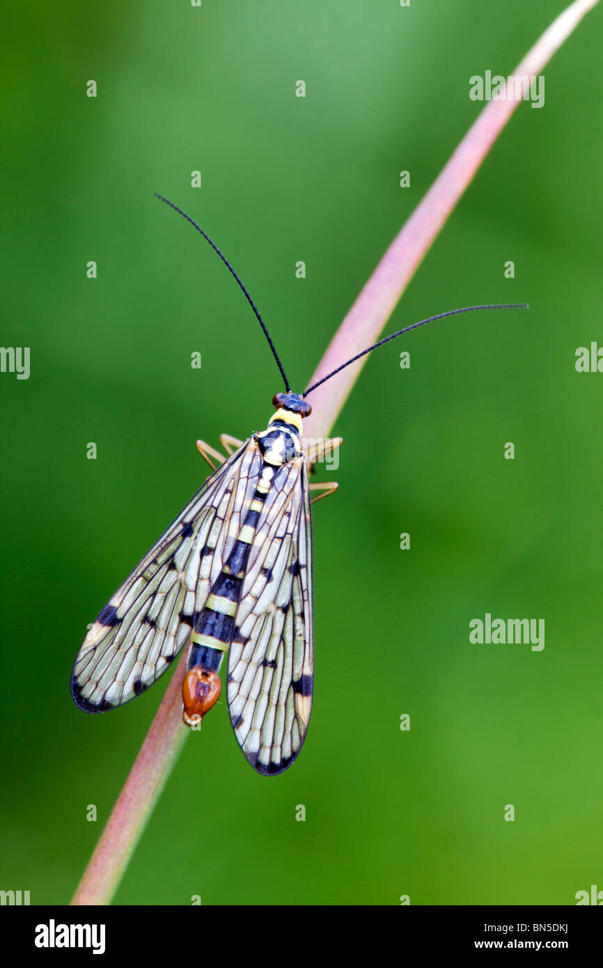 Common Scorpion Fly; Panorpa communis Stock Photo - Alamy