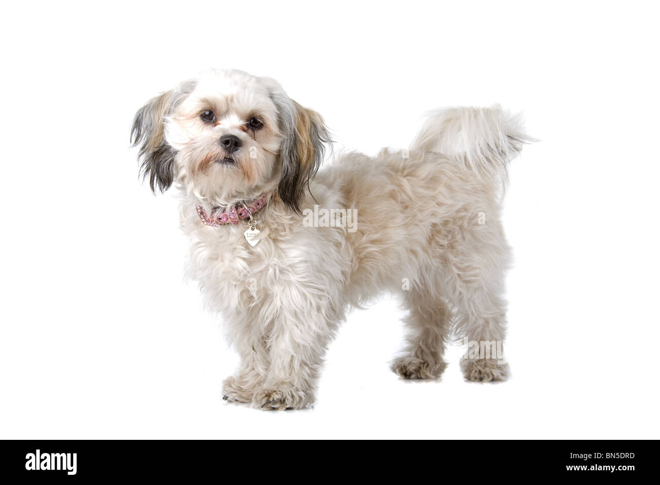 dog in front of a white background Stock Photo - Alamy