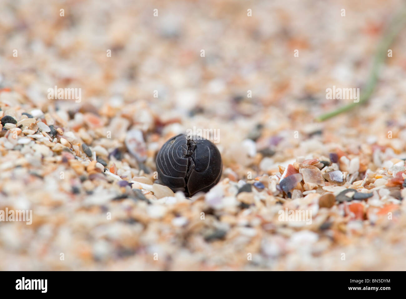 Common Pill Woodlouse; Armadillidium vulgare; rolled into a ball Stock ...