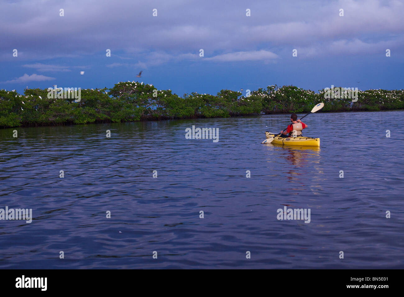 Kayaker visits the bird aviary in the midst of the mangrove islands ...