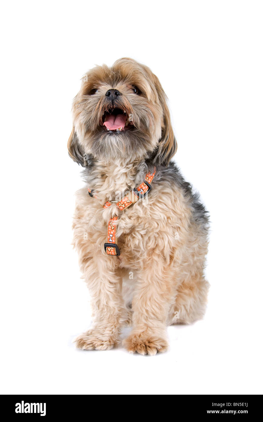mixed breed dog isolated Stock Photo - Alamy