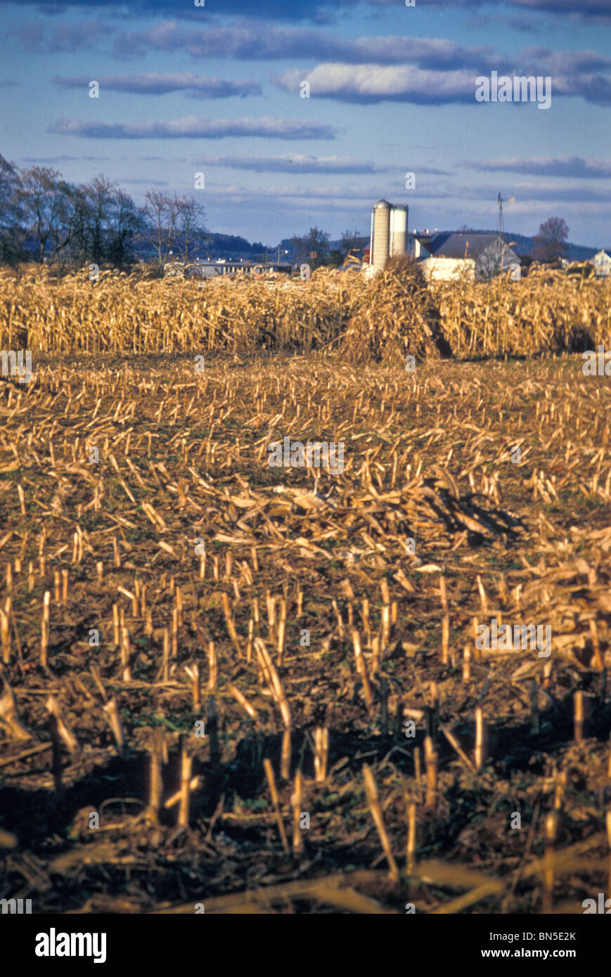 Harvest fields feed corn Lancaster PA Stock Photo - Alamy