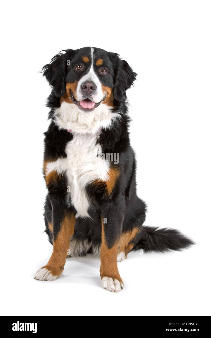 Bernese Mountain Dog(Berner Sennenhund, Berner, Bernese) in front of a ...