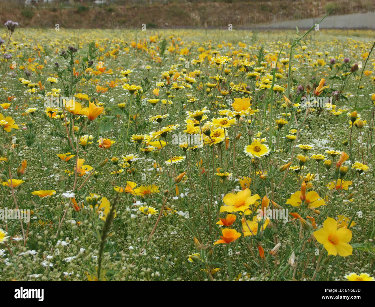 yellow wild flowers Stock Photo - Alamy