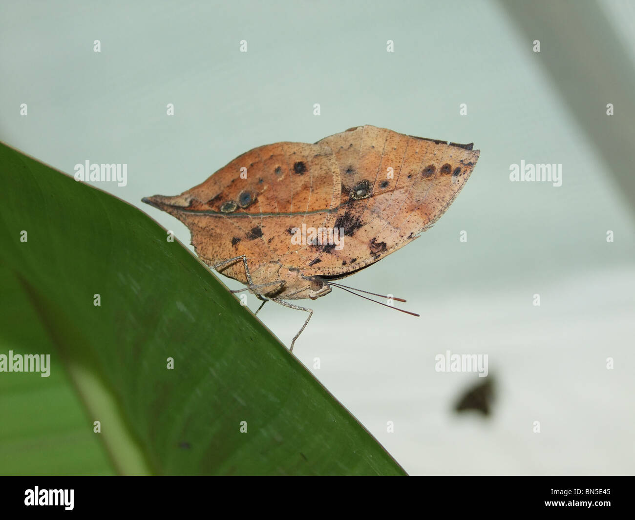 Indian dead leaf butterfly Stock Photo - Alamy
