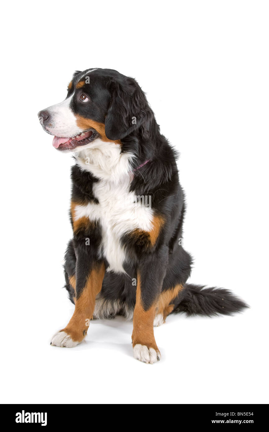 Bernese Mountain Dog(Berner Sennenhund, Berner, Bernese) in front of a ...