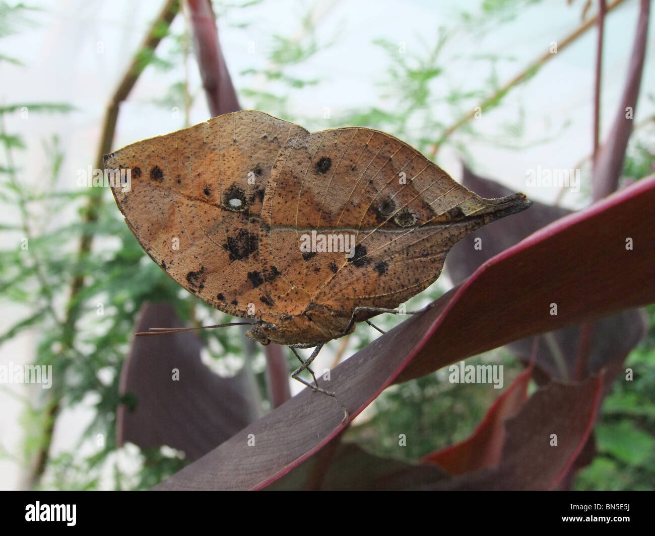 Indian dead leaf butterfly Stock Photo - Alamy