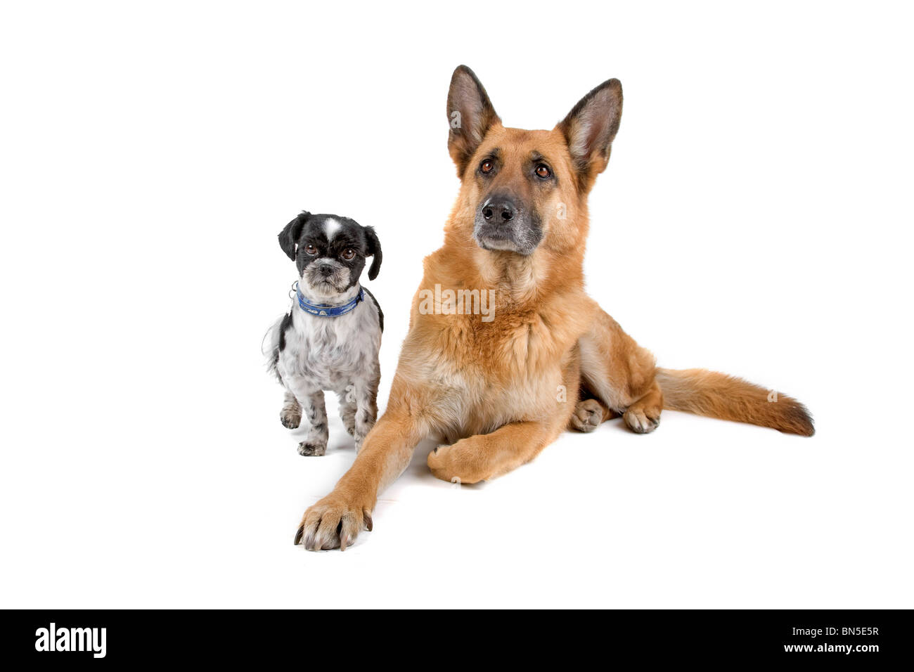dog in front of a white background Stock Photo - Alamy