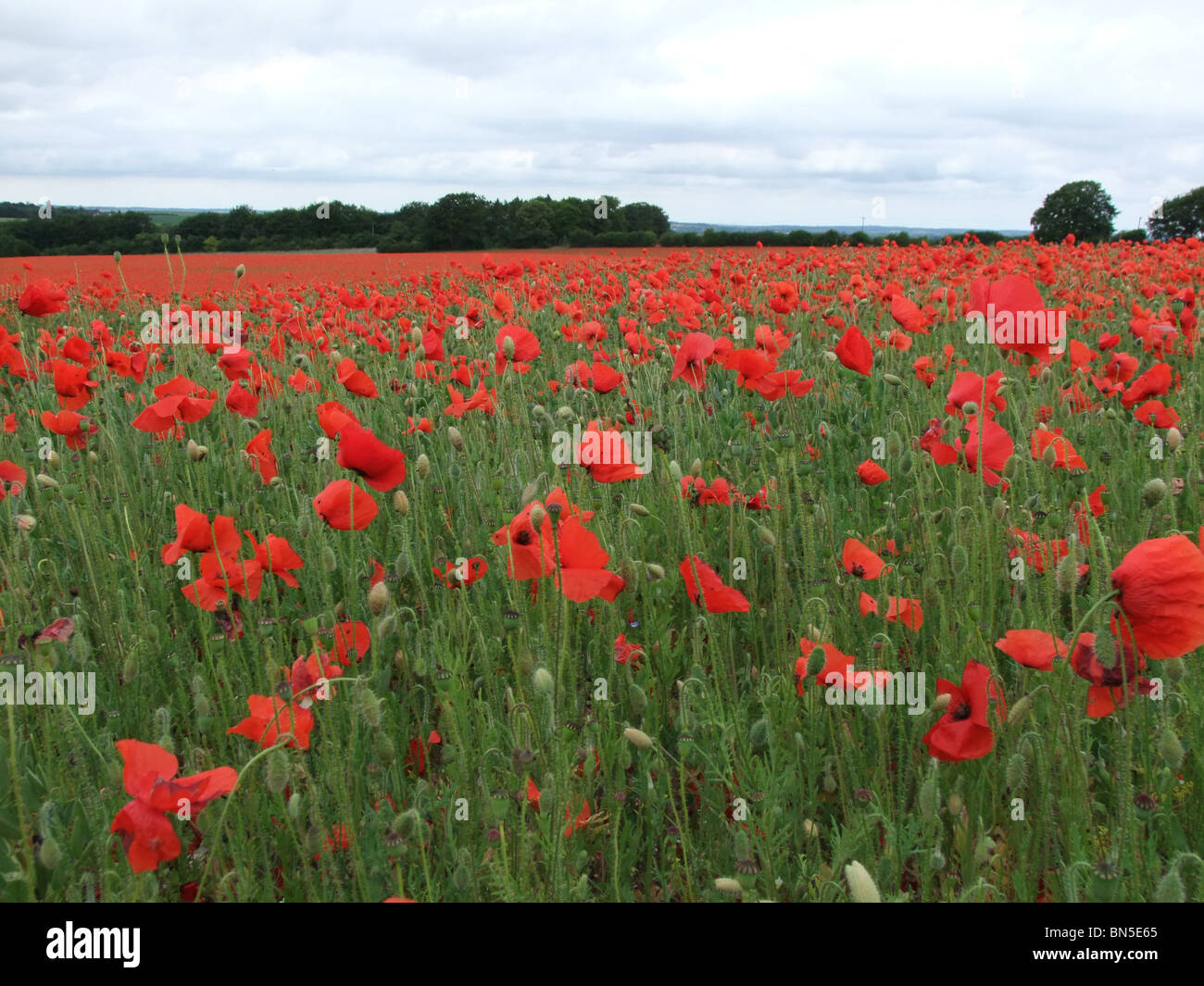 Common poppy field hi-res stock photography and images - Alamy