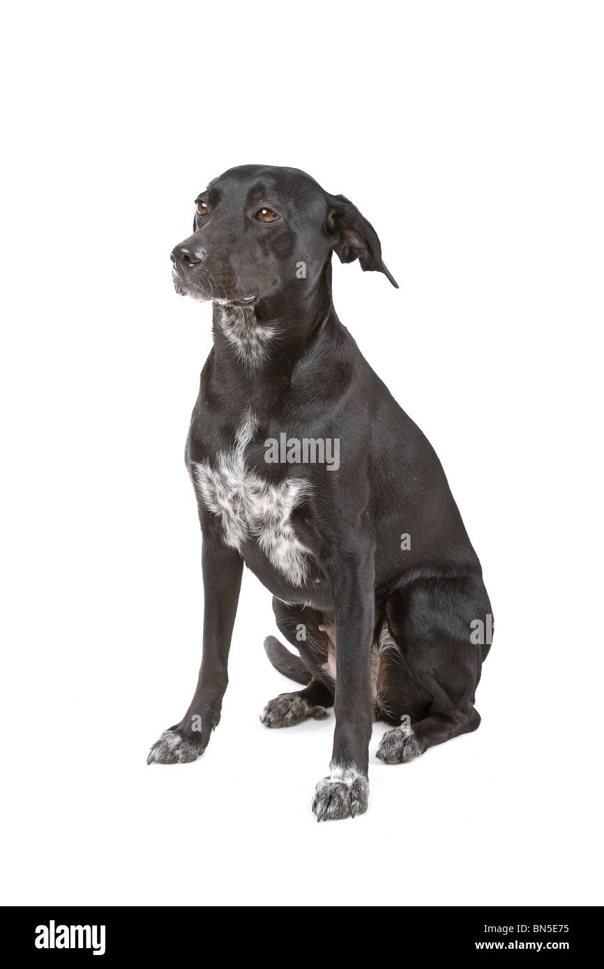 mixed breed dog isolated Stock Photo - Alamy
