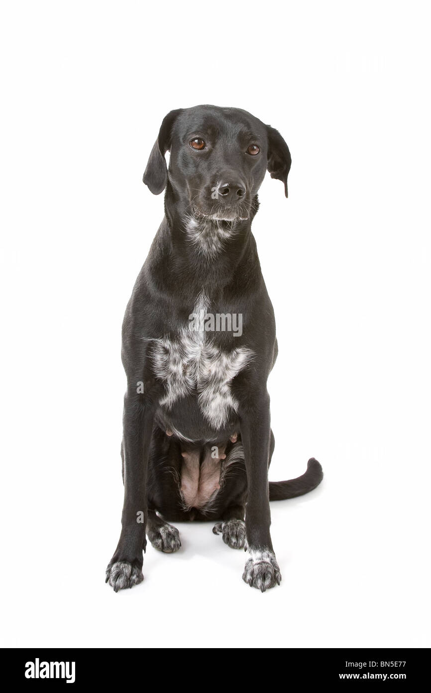 mixed breed dog isolated Stock Photo - Alamy