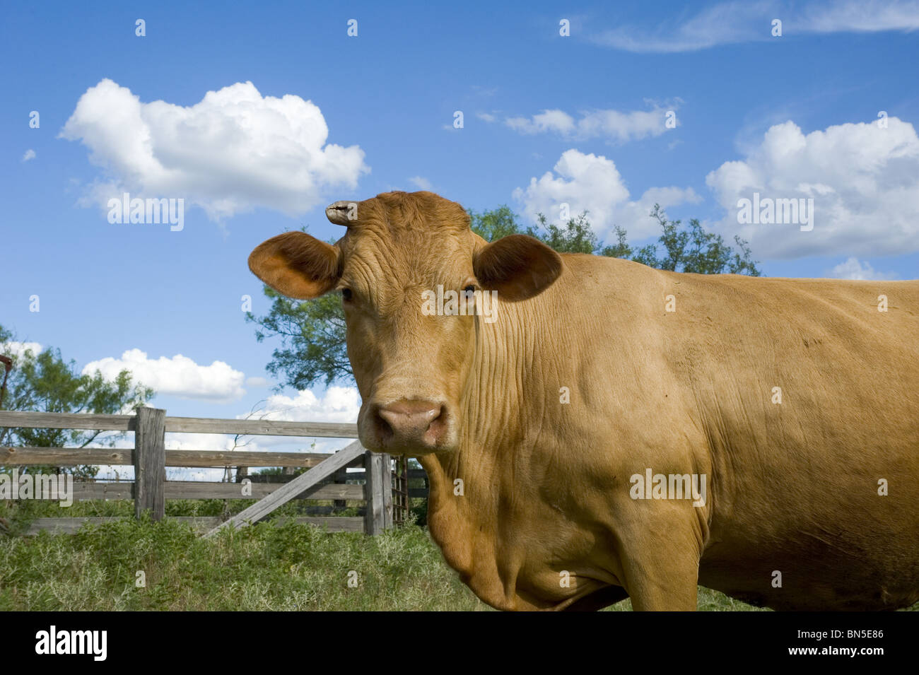Happy Brown Cow in Texas Stock Photo - Alamy