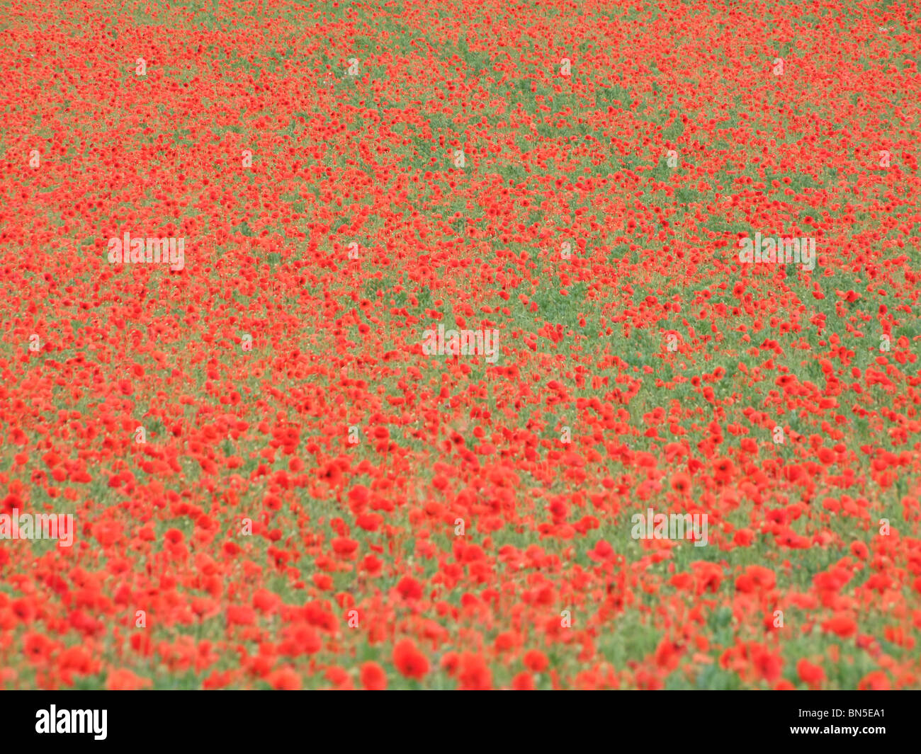 Common poppy field hi-res stock photography and images - Alamy