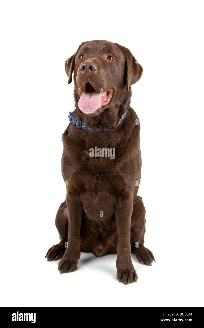 Chocolate labrador puppy standing Cut Out Stock Images & Pictures - Alamy