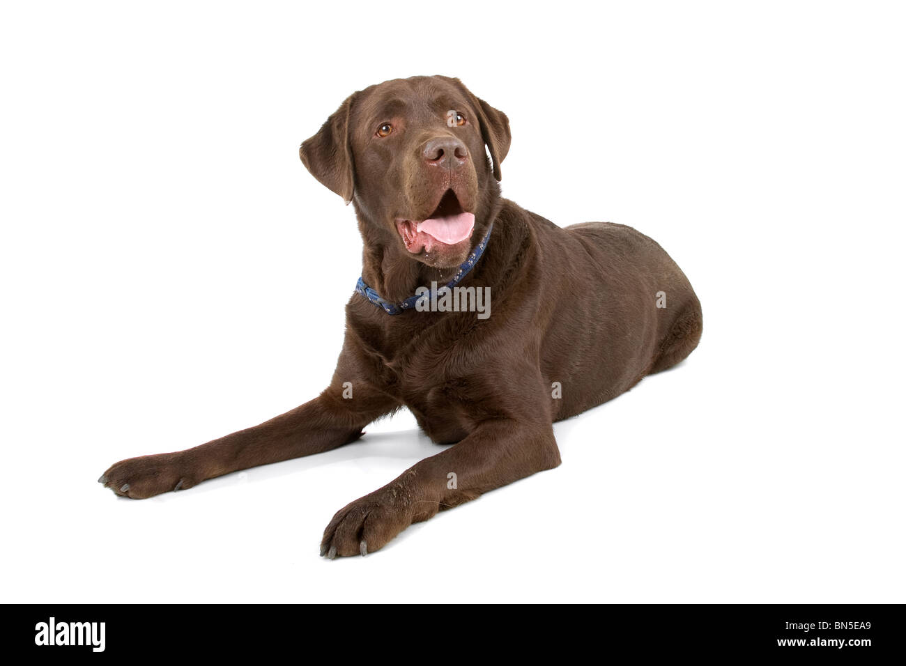 Chocolate labrador puppy standing Cut Out Stock Images & Pictures - Alamy