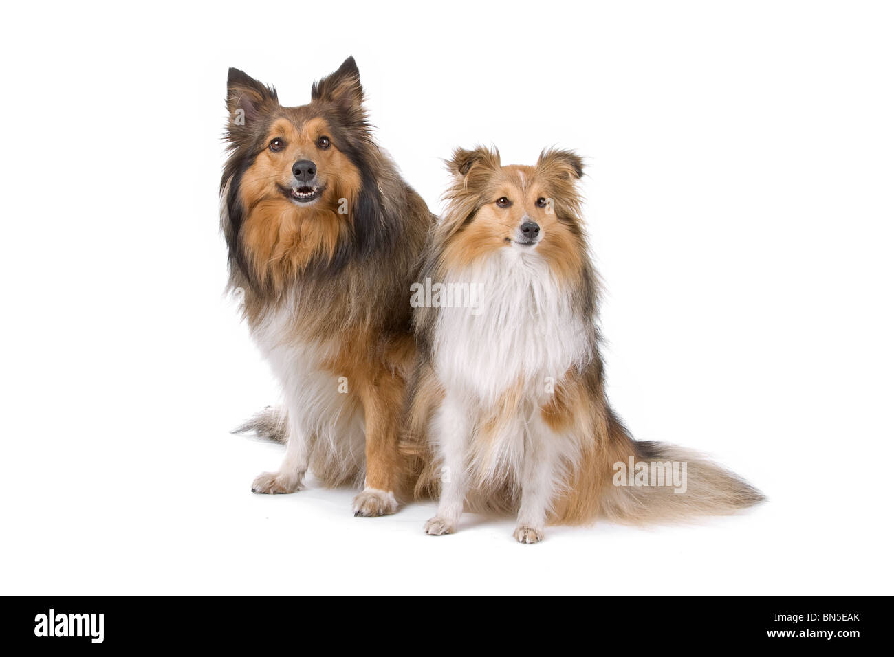 two sheltie dogs isolated on a white background Stock Photo - Alamy