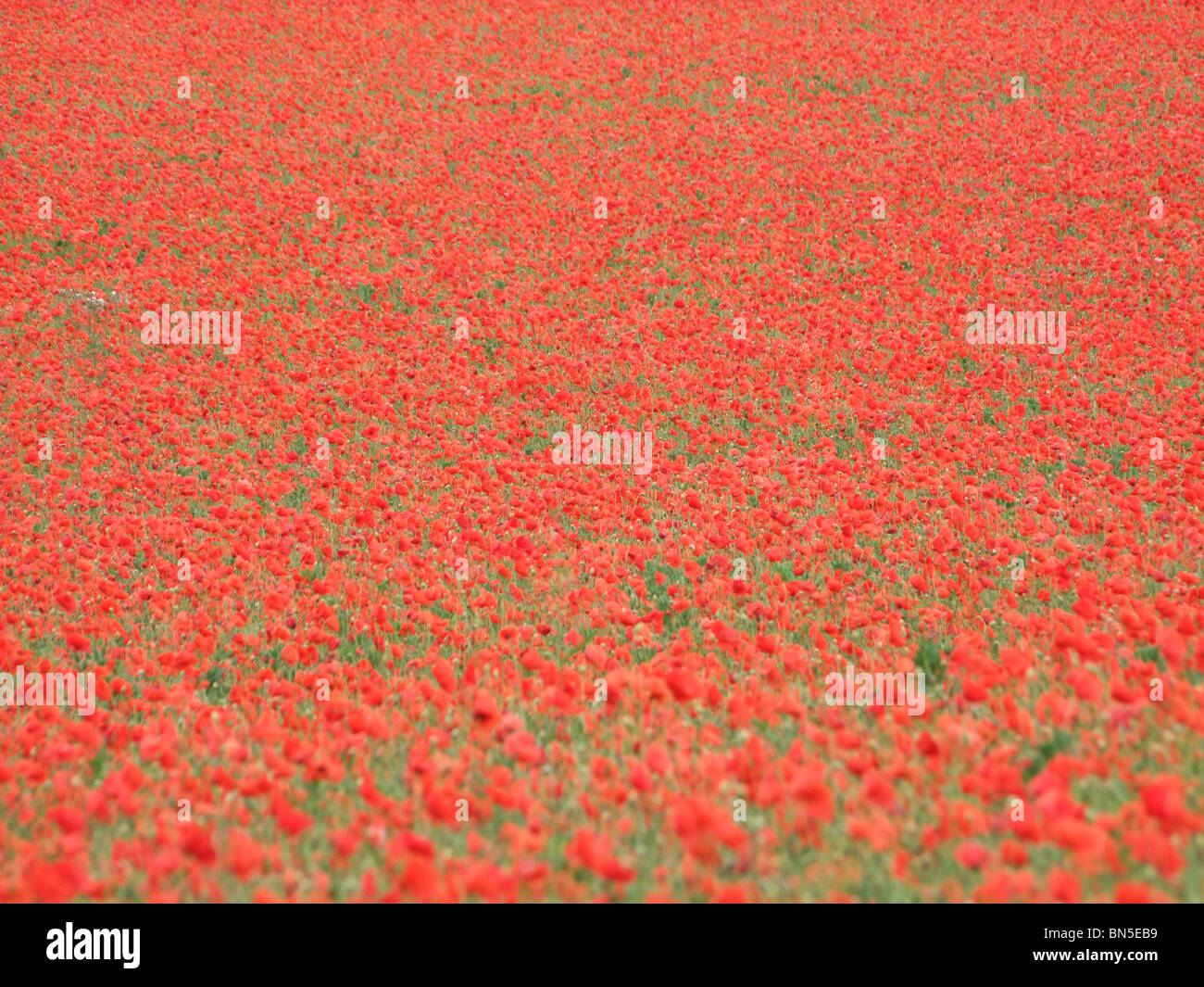 Common poppy field hi-res stock photography and images - Alamy