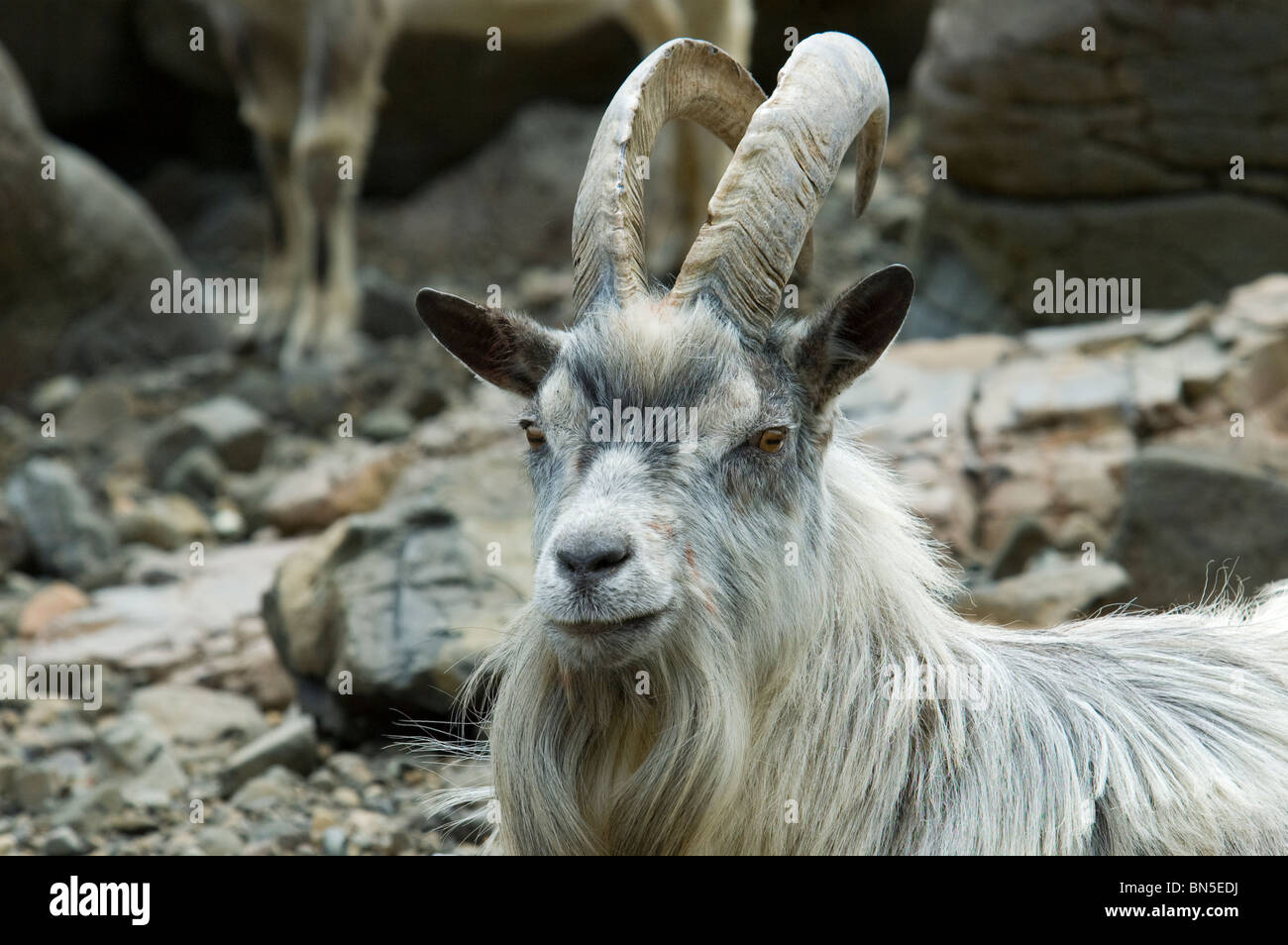 Feral goat scotland hi-res stock photography and images - Alamy