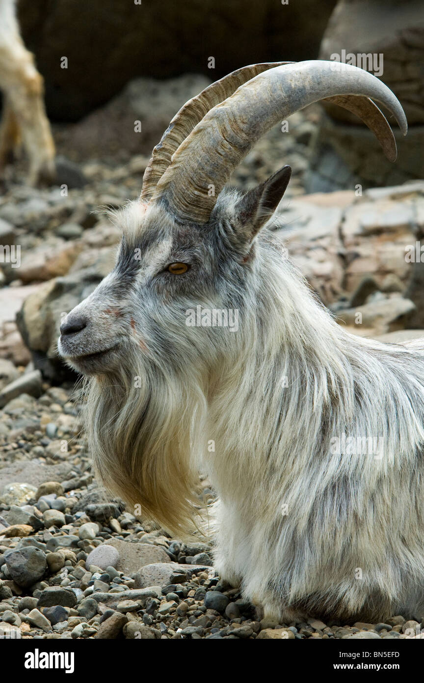 Feral Goat (Capra aegagrus hircus) on a beach on the Isle of Mull ...