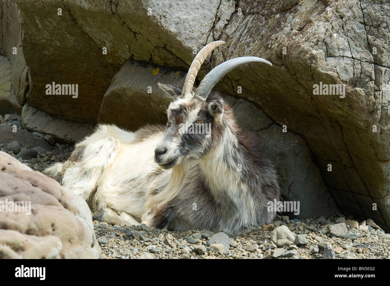 Feral Goat (Capra hircus) a beach on the Isle of Mull, Scotland, UK ...