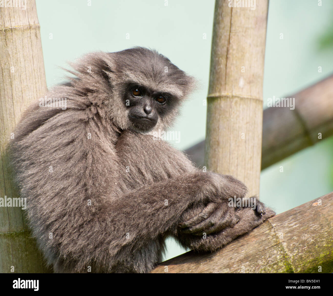 Gibbons Stock Photos & Gibbons Stock Images - Alamy