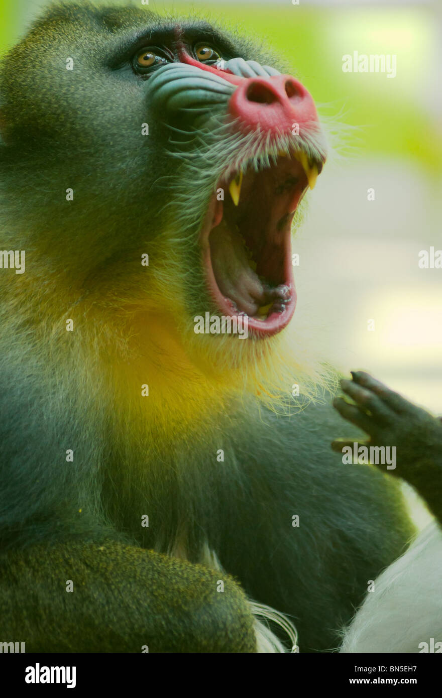 Baboon nobody teeth hi-res stock photography and images - Alamy