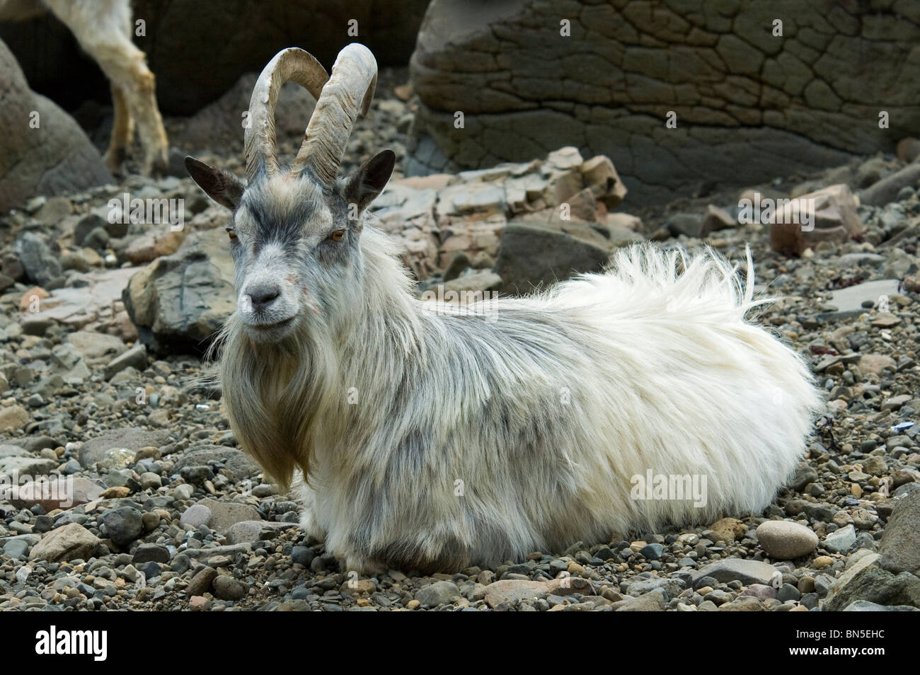 Feral Goat (Capra aegagrus hircus) on a beach on the Isle of Mull ...