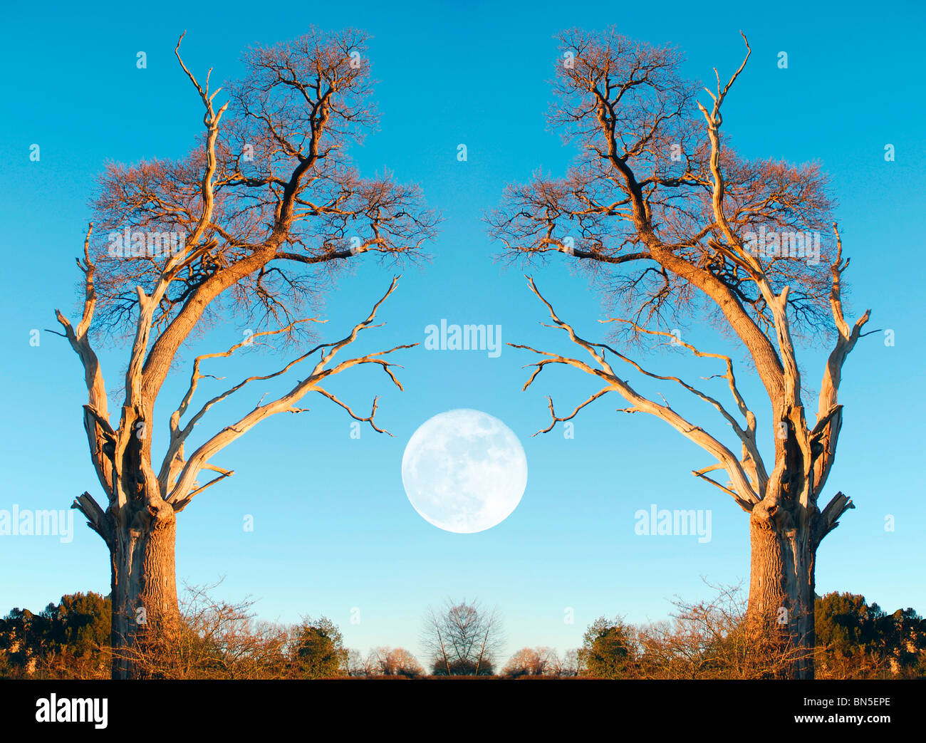Moon rising between trees Stock Photo - Alamy