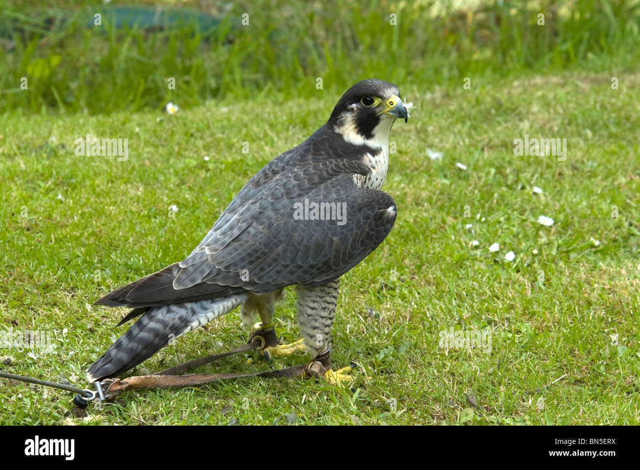 Peregrine falcon falco peregrinus hi-res stock photography and images ...