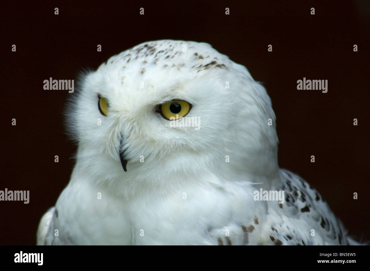 Snowy Owl, Bubo scandiacus, Scotland, UK Stock Photo - Alamy